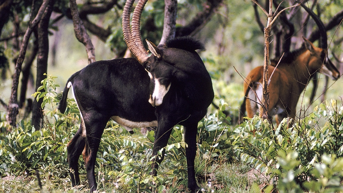 Will Secret Wildlife Imports Doom Ultra-Rare Giant Sable? | National ...