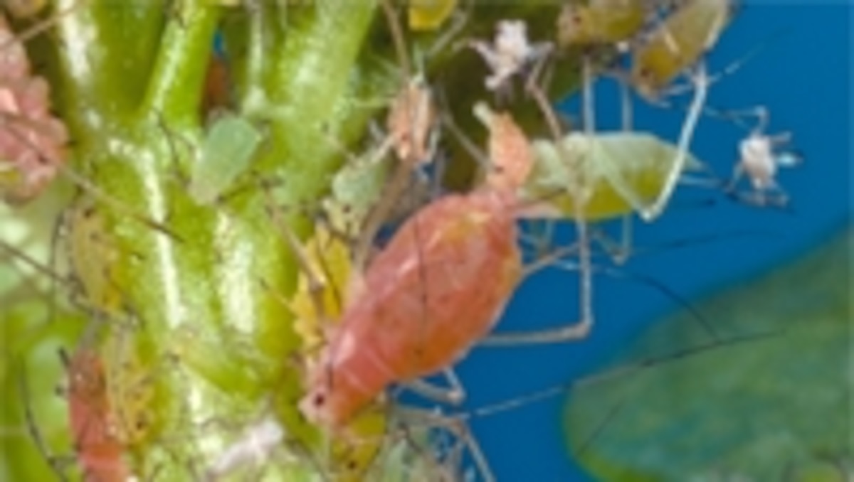 Aphids got their colours by stealing genes from fungi | National Geographic