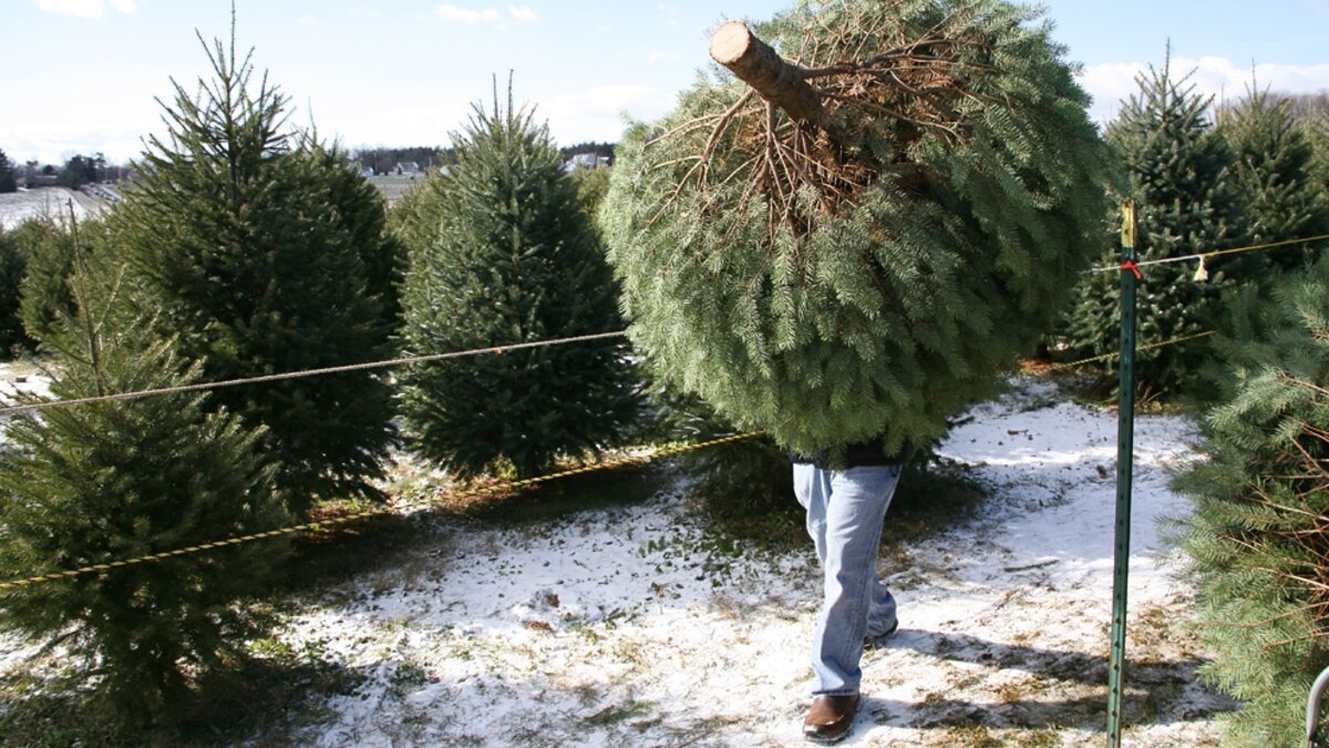 Real Christmas Trees Save Water | National Geographic