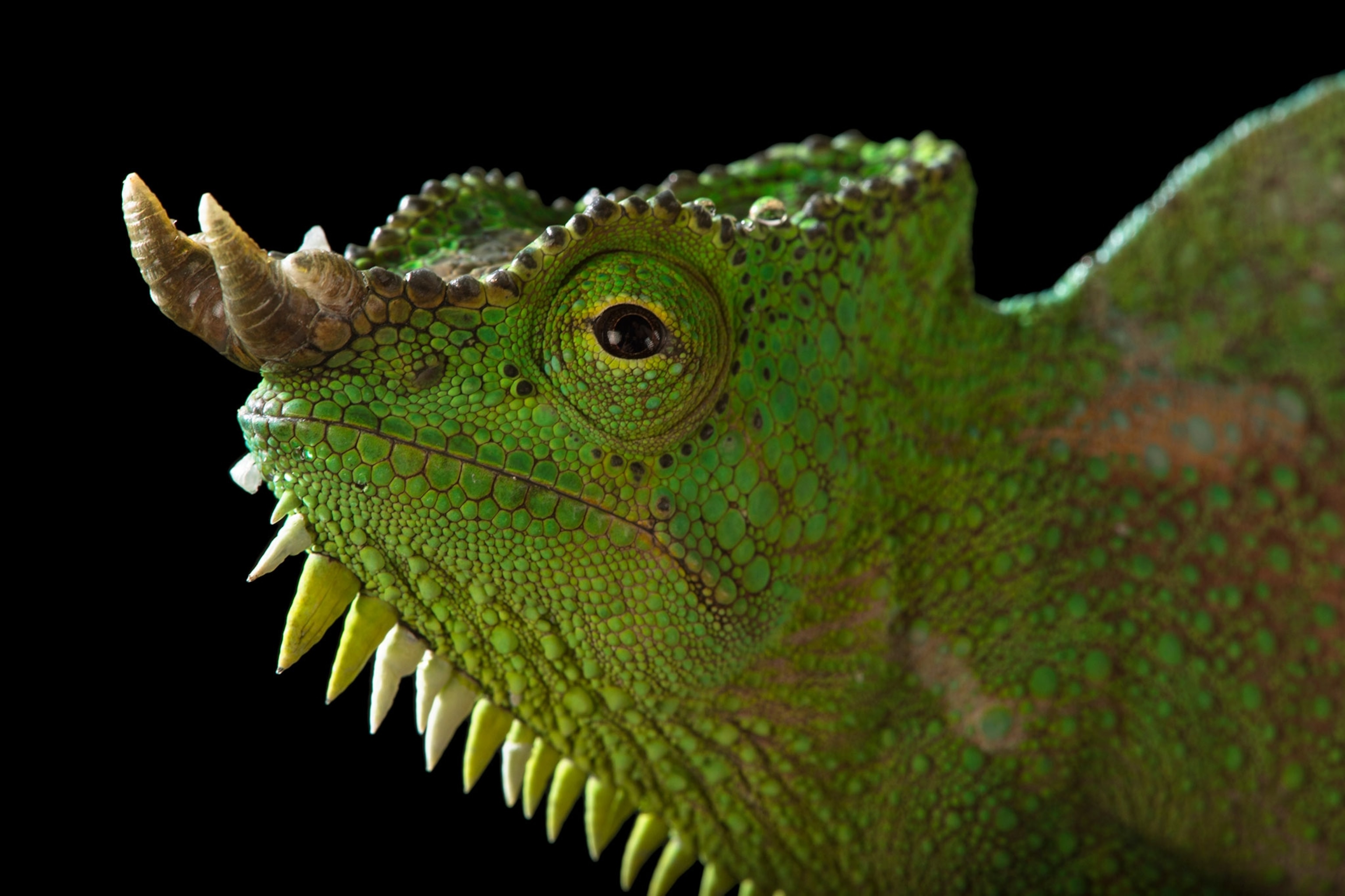 See Animals With Impressive Horns, Antlers, and Other Headgear