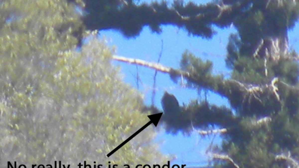 Californian condor not extinct yet, but still regularly poisoned by ...