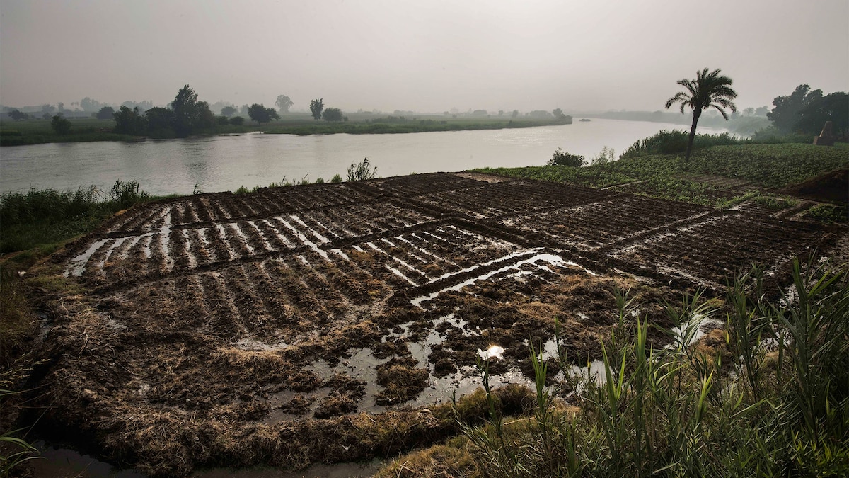 Battered By Climate Change, Nile Farmers Forge New Course | National ...