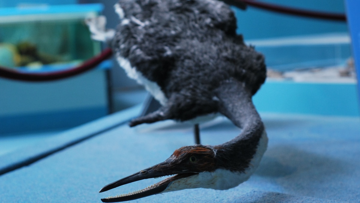 The Echoes of Toothed Birds | National Geographic