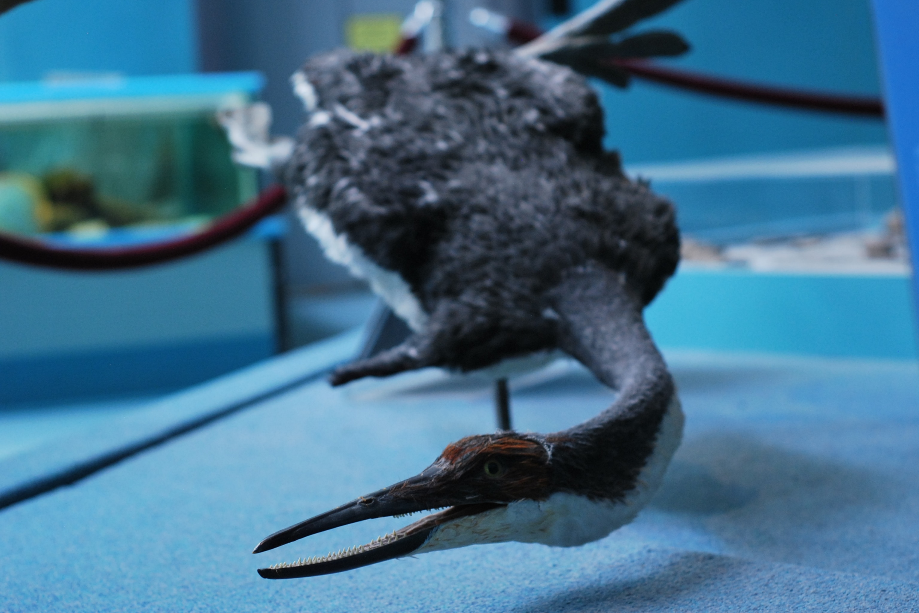 The Echoes of Toothed Birds