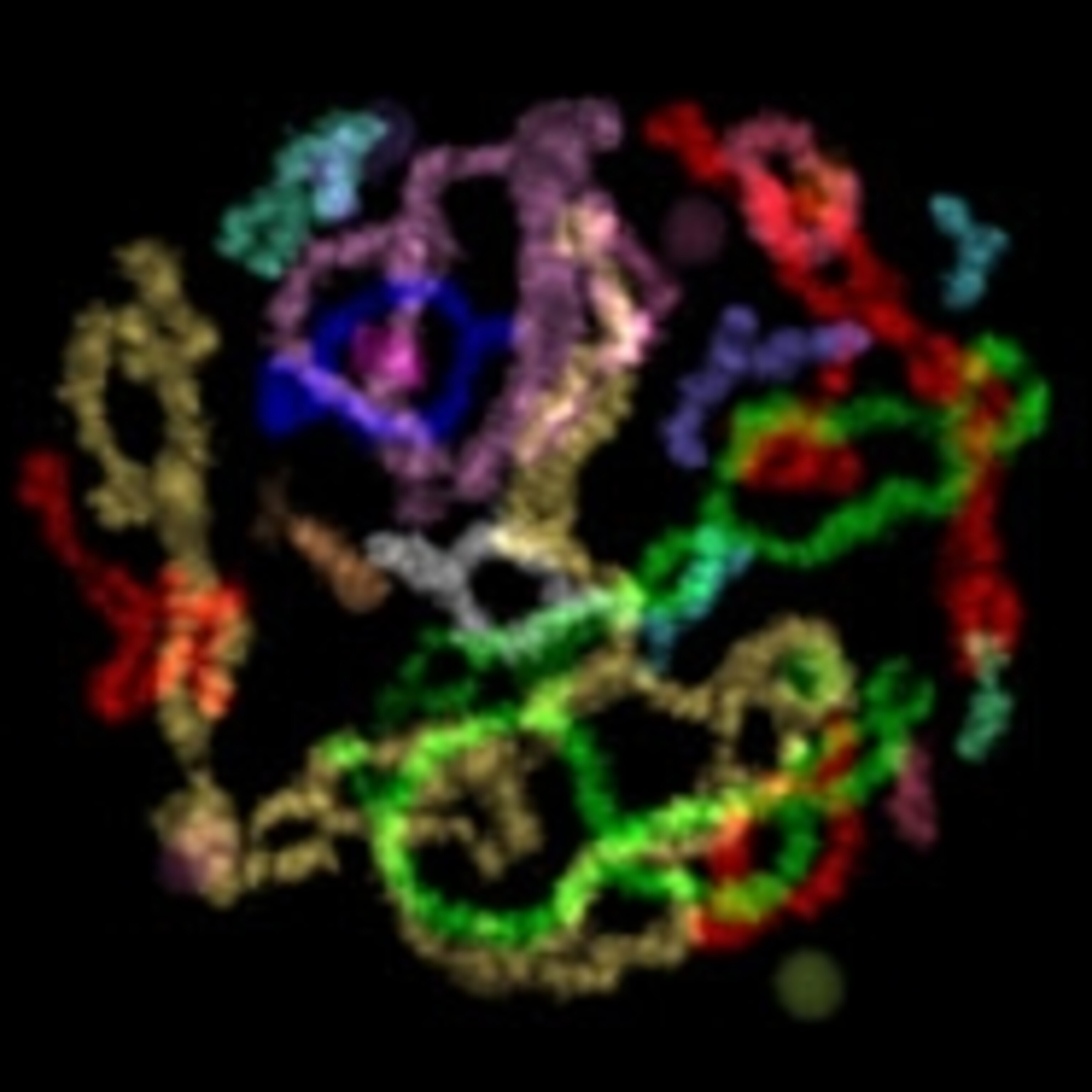 Extra chromosomes allow all-female lizards to reproduce without males