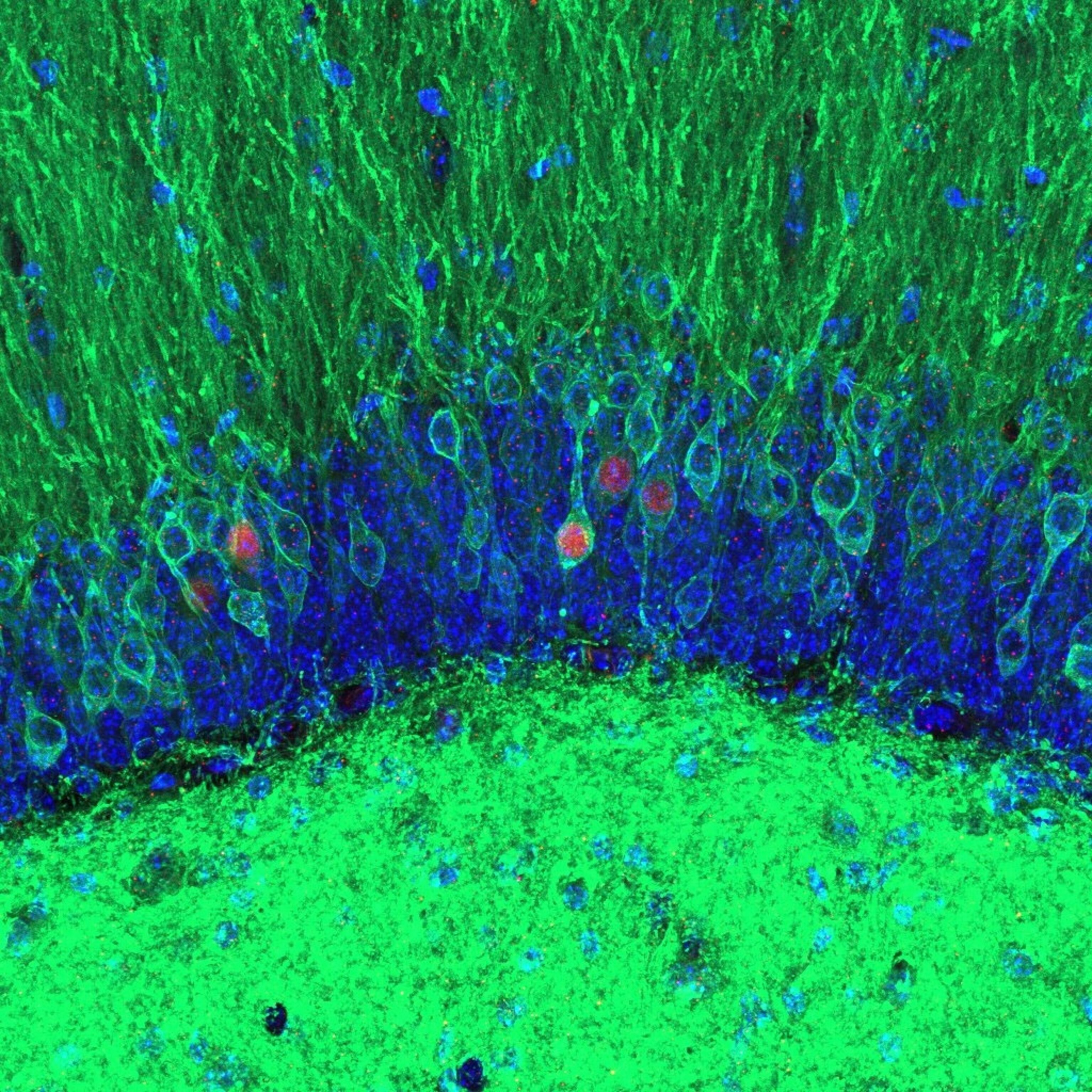 Neuroscientist Steve Ramirez makes memories—and suppresses them