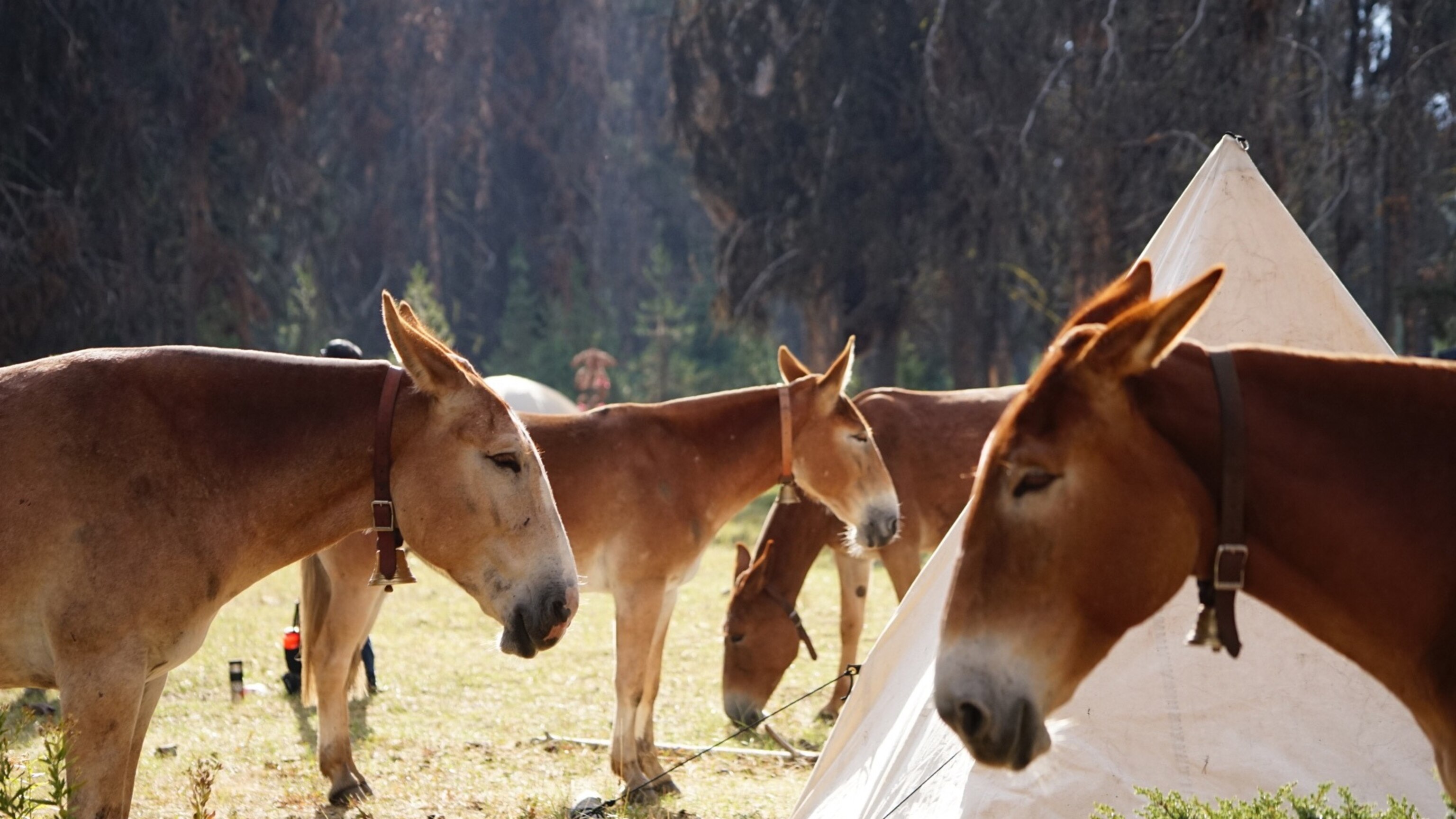Photos: Life on the Trail in Montana's Wilderness -- National Geographic