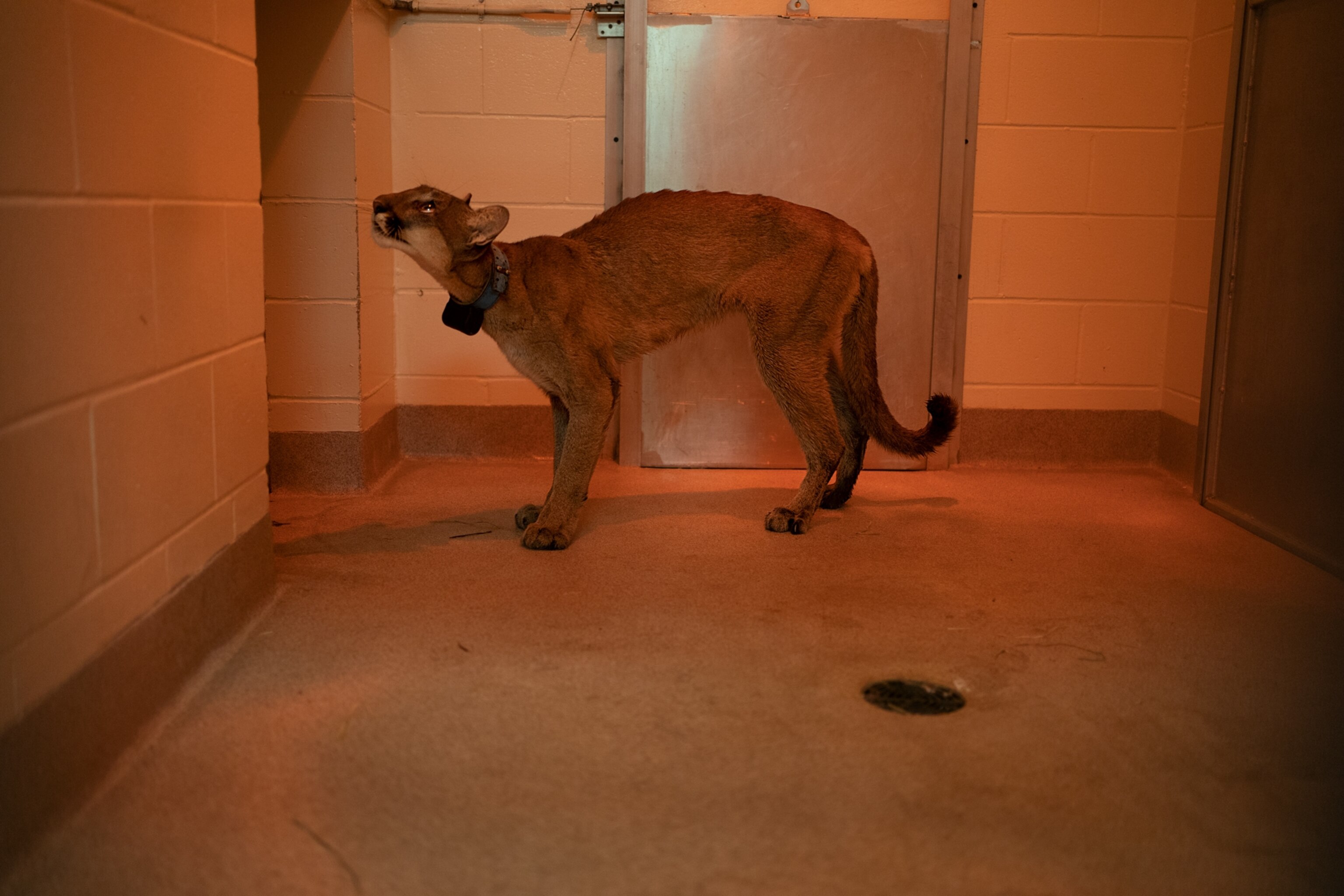 A mysterious neurological disease is afflicting endangered Florida panthers