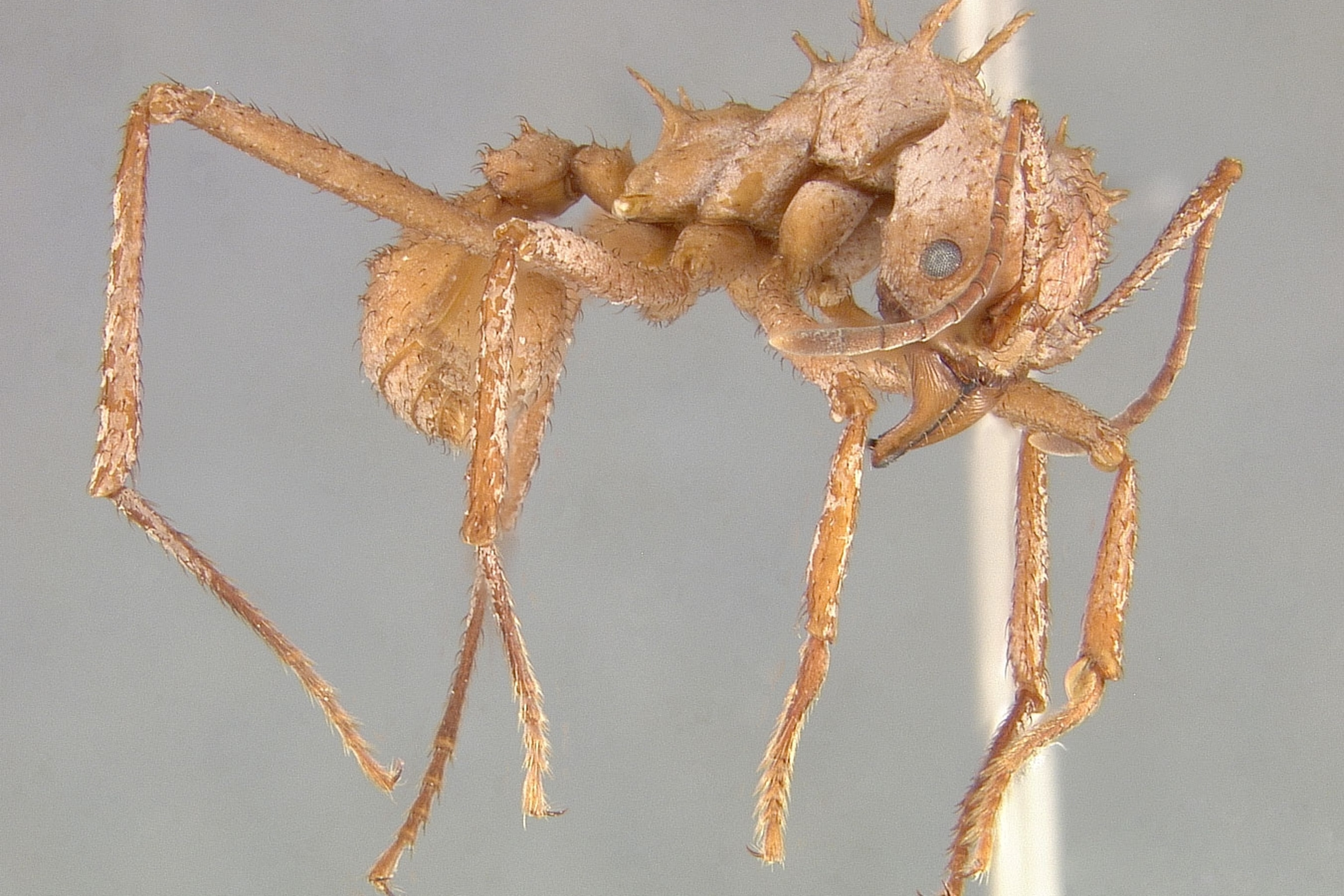 Insect Exoskeleton Armor