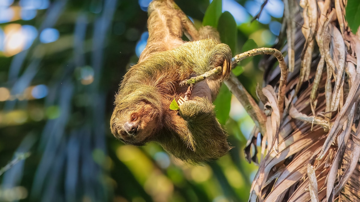 What is ‘sloth fever’? Why this rare virus is spreading | National ...