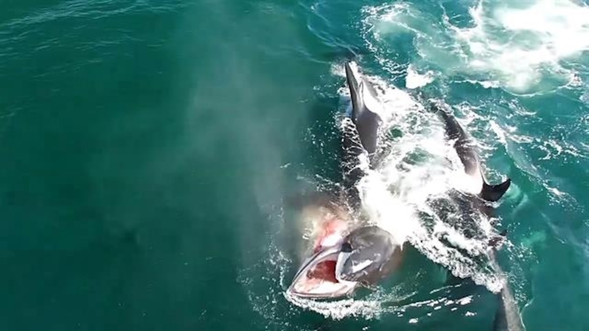 Orcas Feast on Whale in Shocking Raw Video | National Geographic
