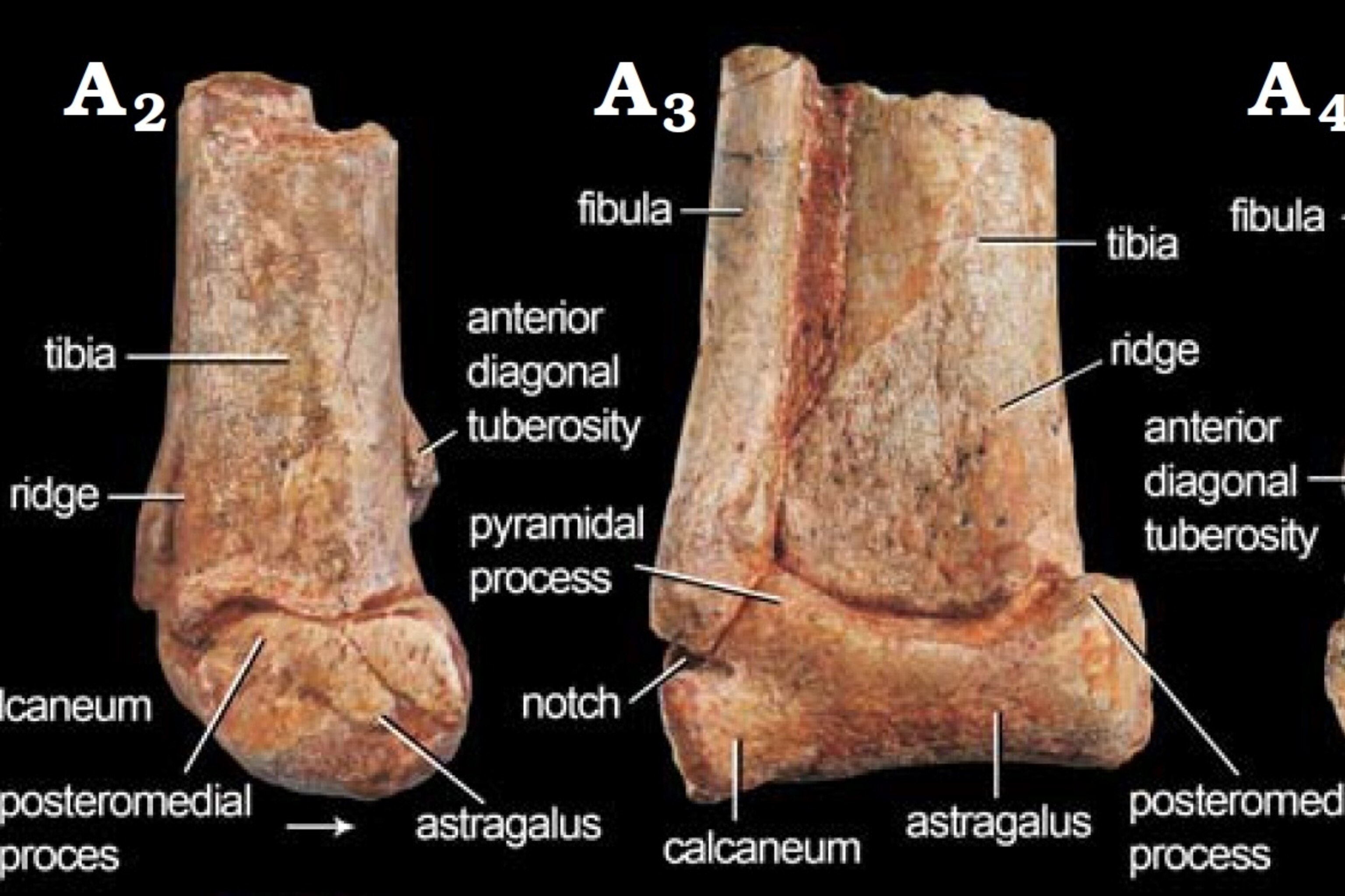 Astragalus Bone Dinosaur