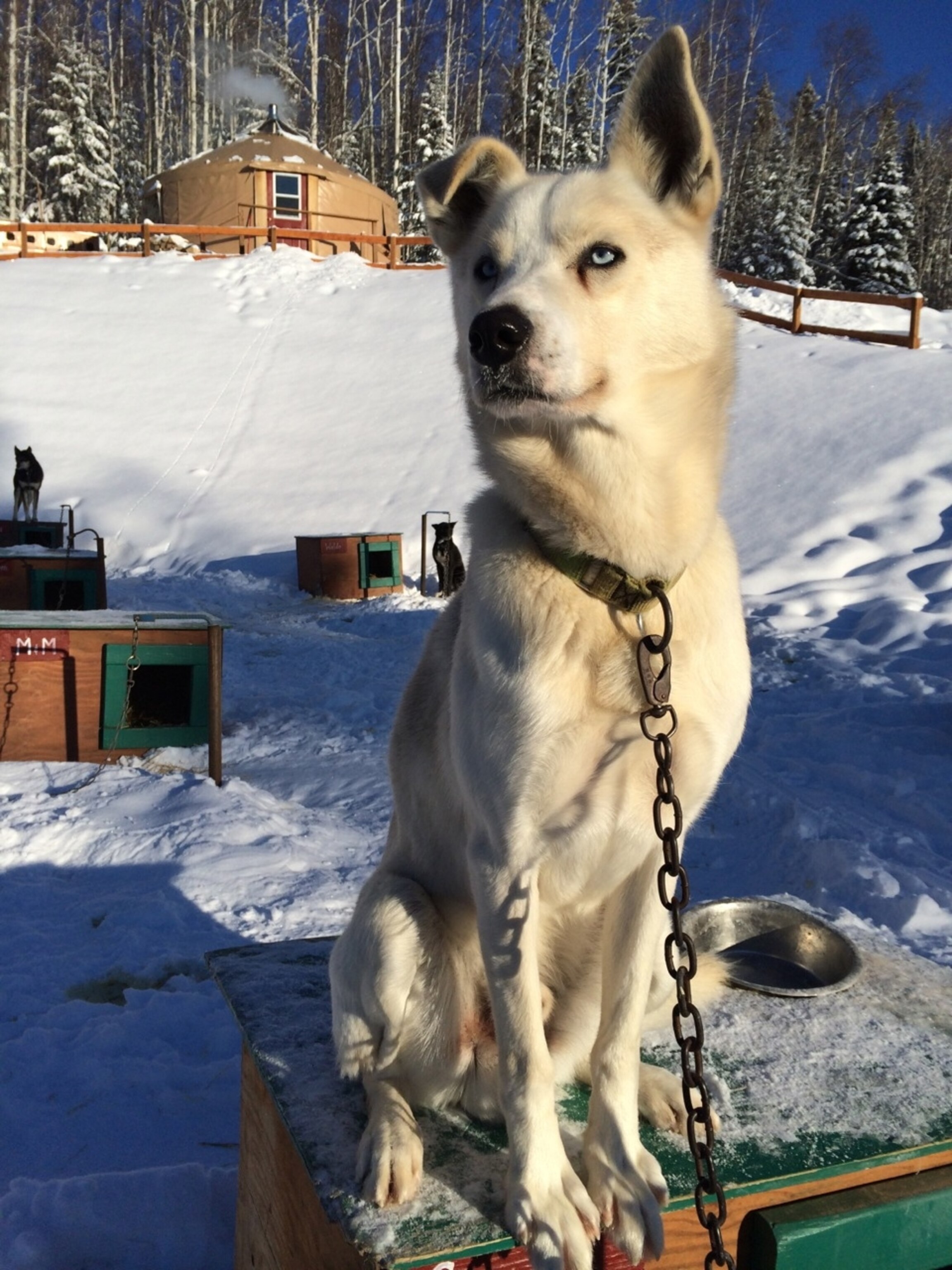 Dogsledding in Alaska