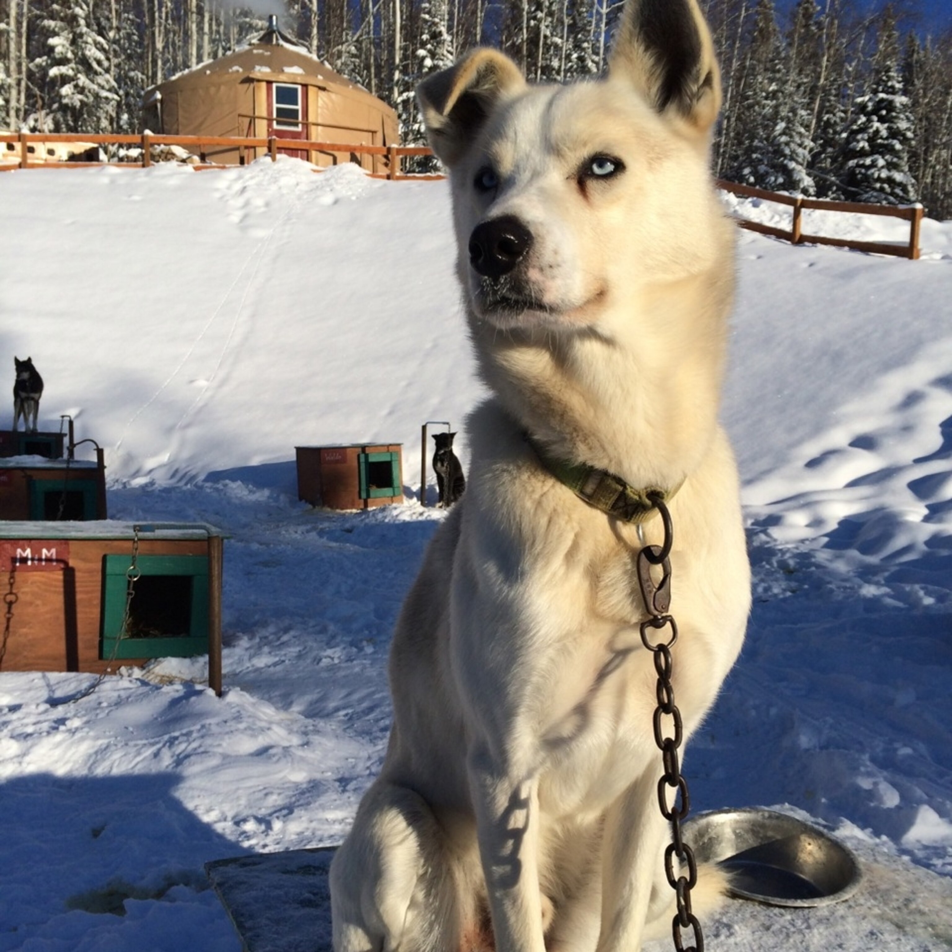 Are You Alowed To Use Whips On Sled Dogs