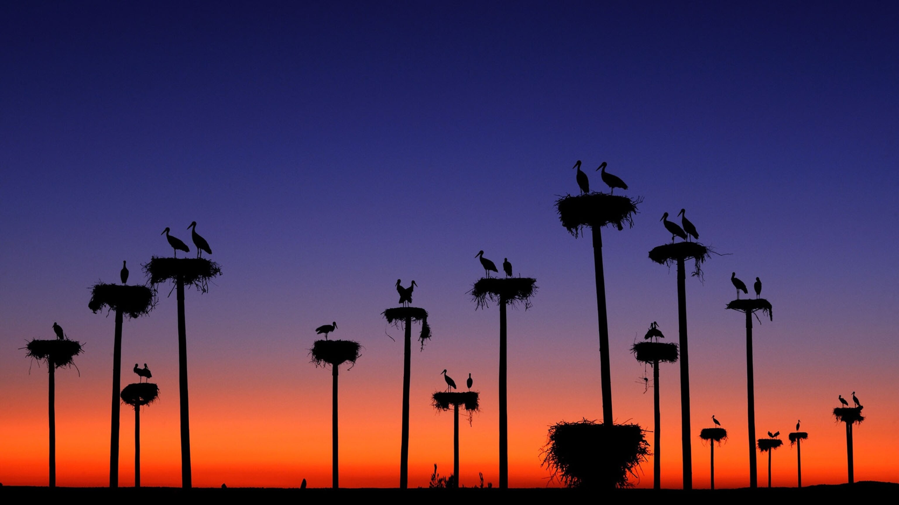 The Epic Journeys of Migratory Birds