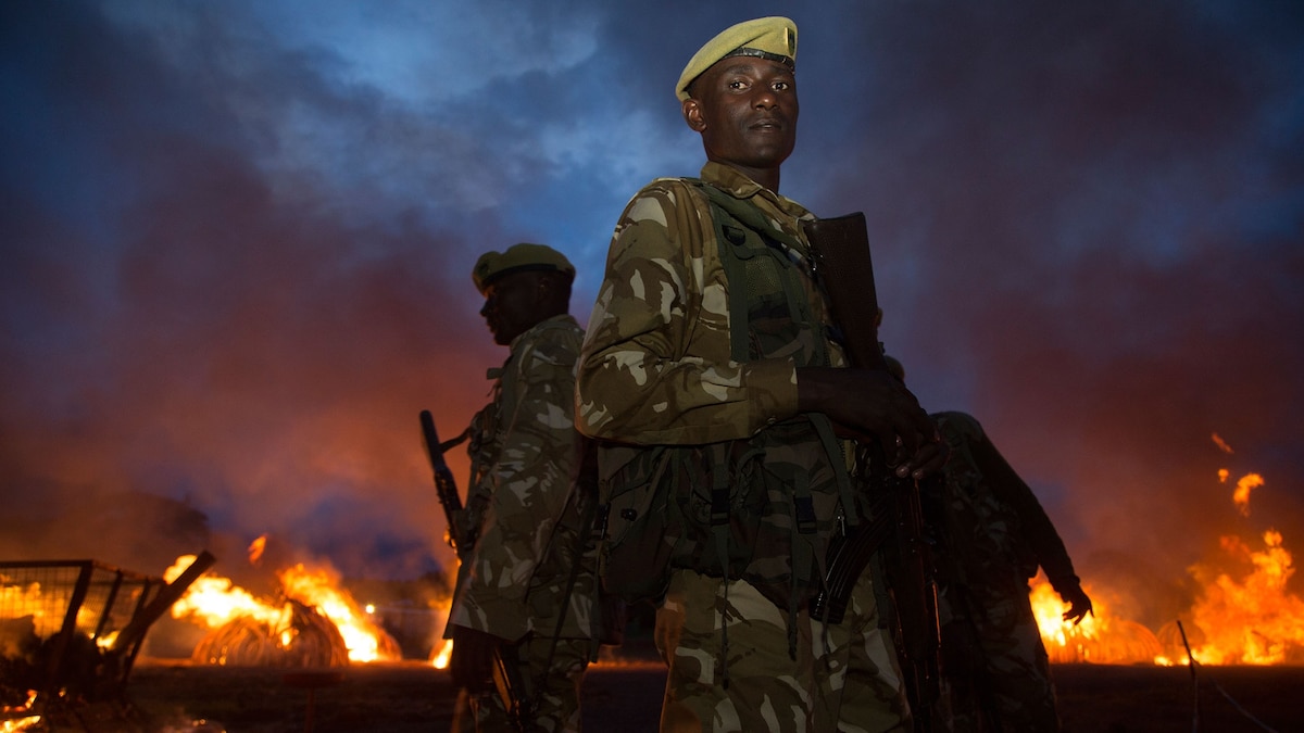 Kenya Sets Ablaze 105 Tons of Ivory | National Geographic