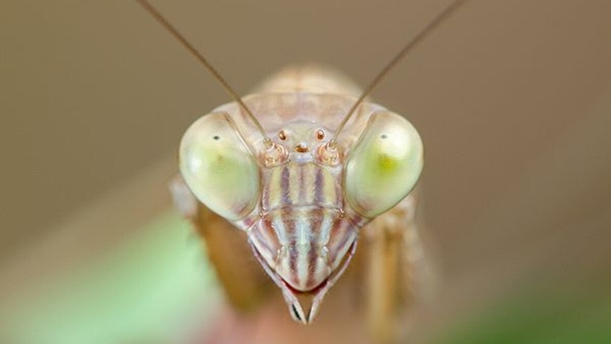 Chinese Mantis Guts Its Toxic Caterpillar Prey | National Geographic