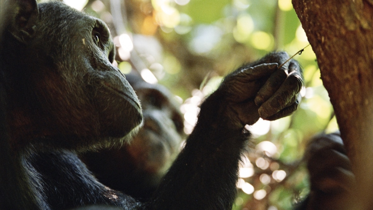 How Smart Are Planet's Apes? 7 Intelligence Milestones | National ...