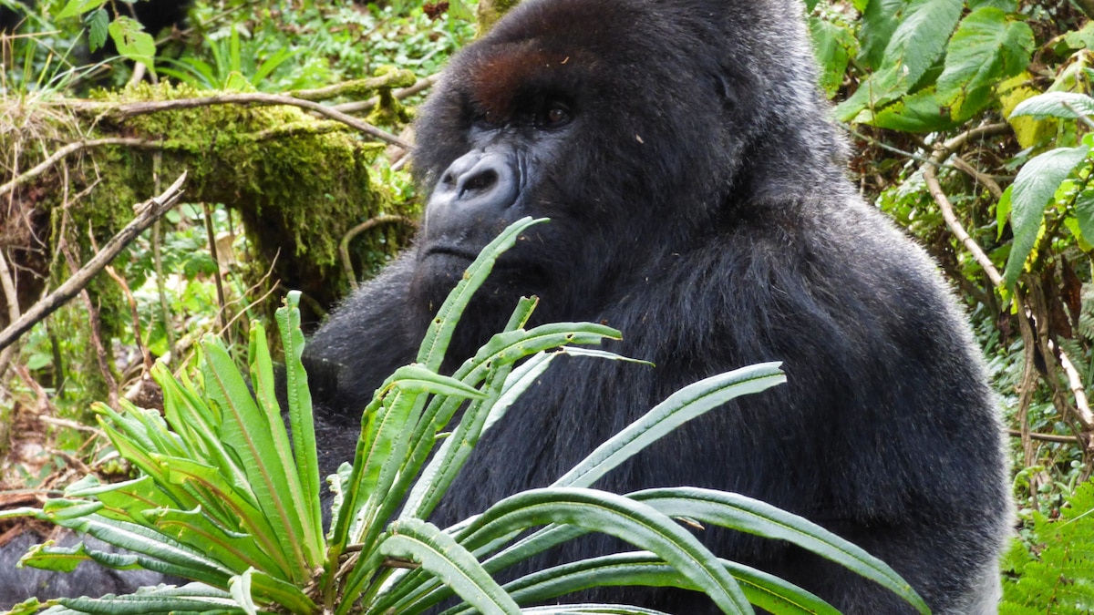 Gorilla Made Famous by Dian Fossey 'Returns From the Dead'