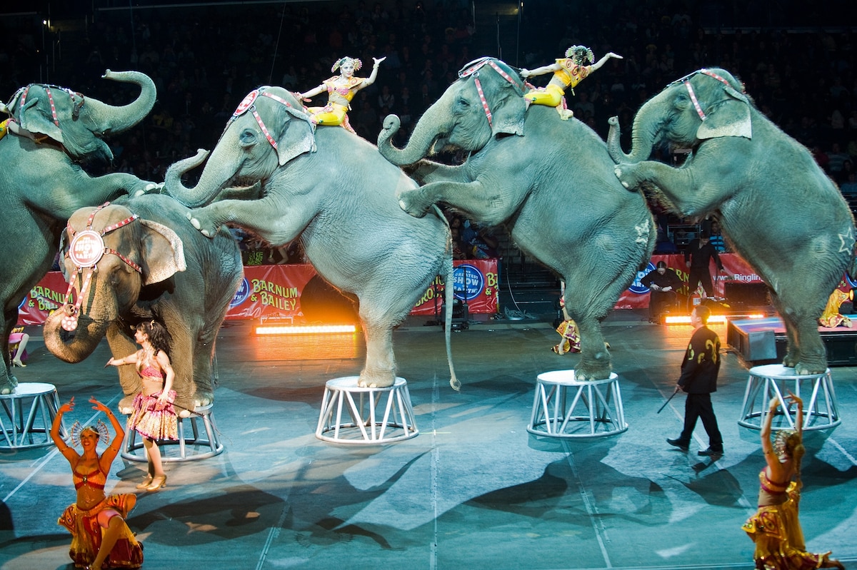 Ringling Bros. to Retire Its Circus Elephants