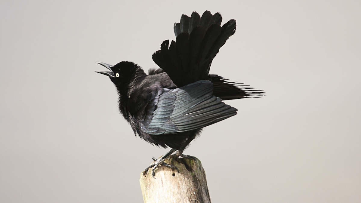 Brainy Birds Know How to Reel in Food With String | National Geographic