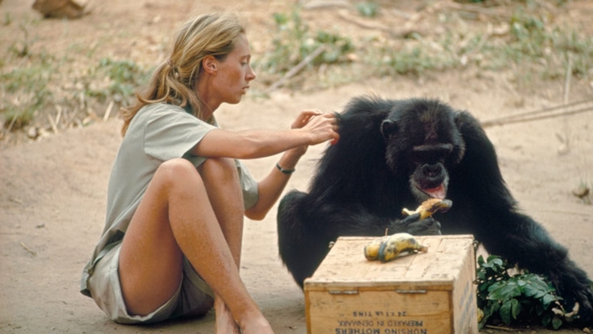 Fifty Years at Gombe | National Geographic
