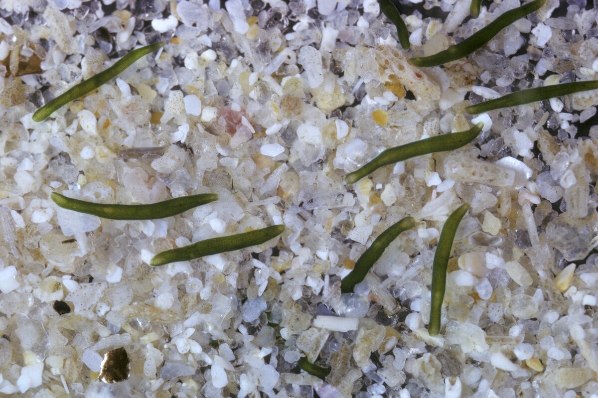 Green Marine Worms WoRMS - World Register of Marine Species - Photogallery