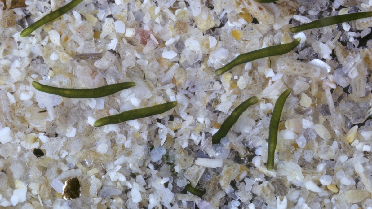 Weird Worms Swim in Huge Green Circles | National Geographic