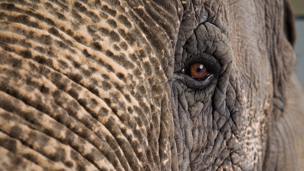 What Do Animals See in the Mirror? | National Geographic
