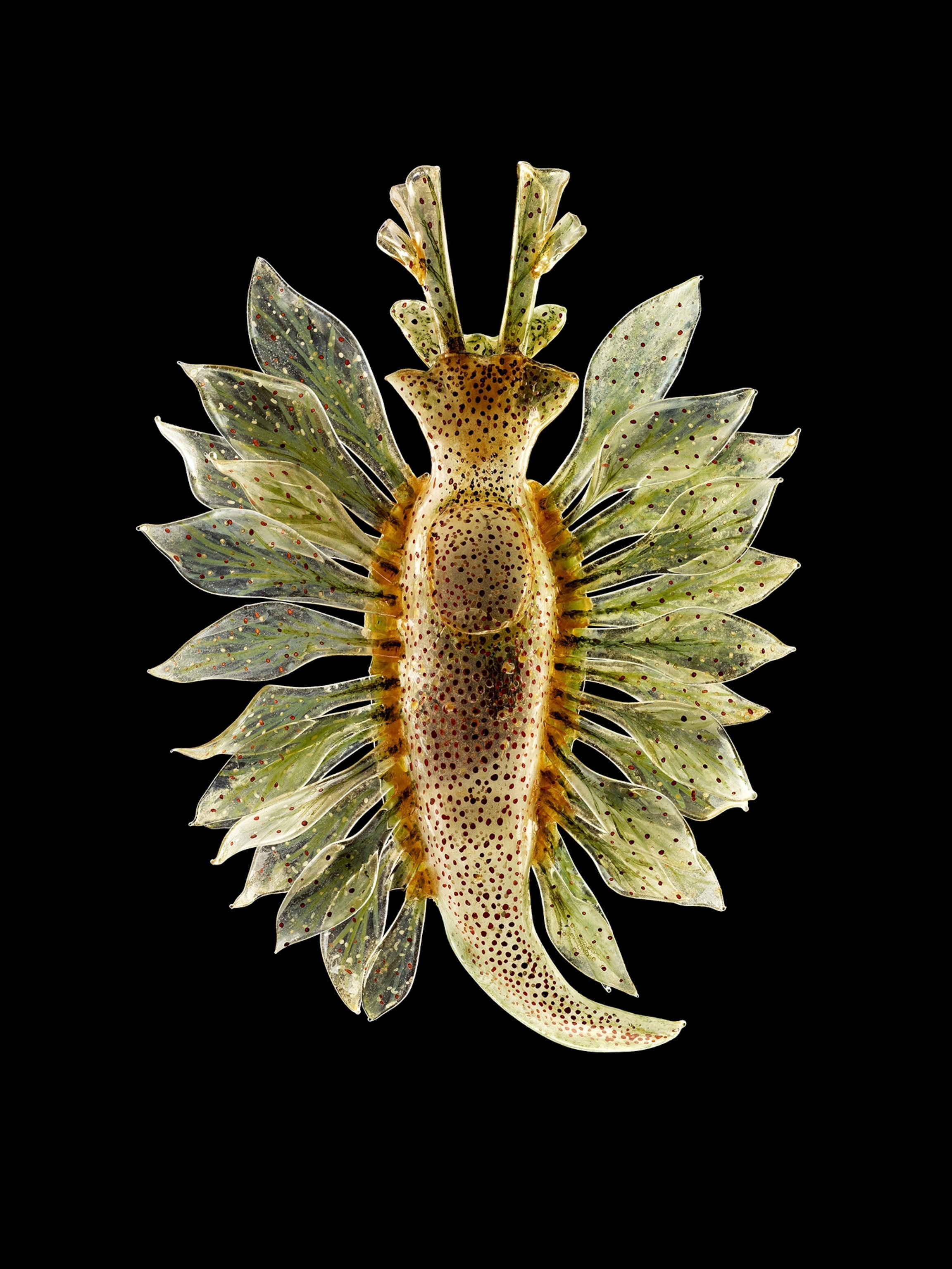 A menagerie of sea creatures come to life in vintage glass models