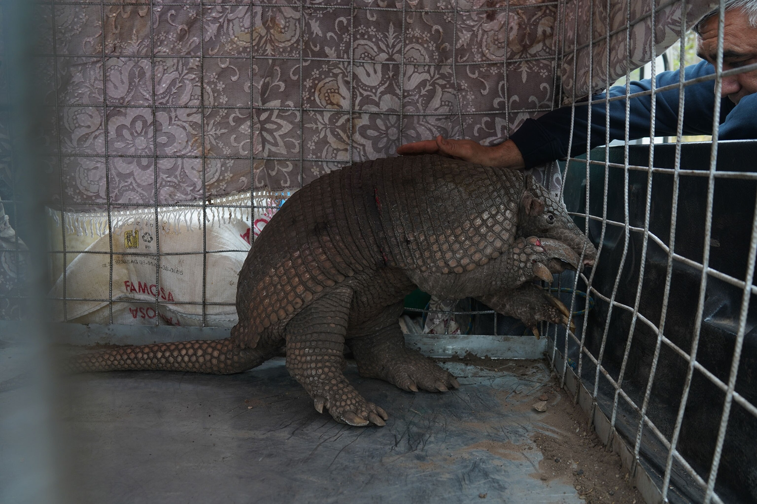 Inside the efforts to help animals hurt by the Amazon fires
