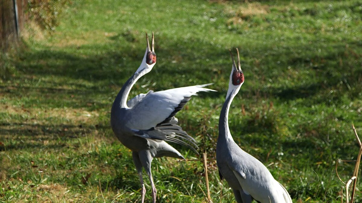 Behind the Scenes at a Refuge for Earth's Rare Species | National ...