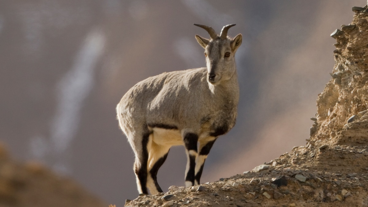 The wildlife poaching problem the world isn't paying attention to ...