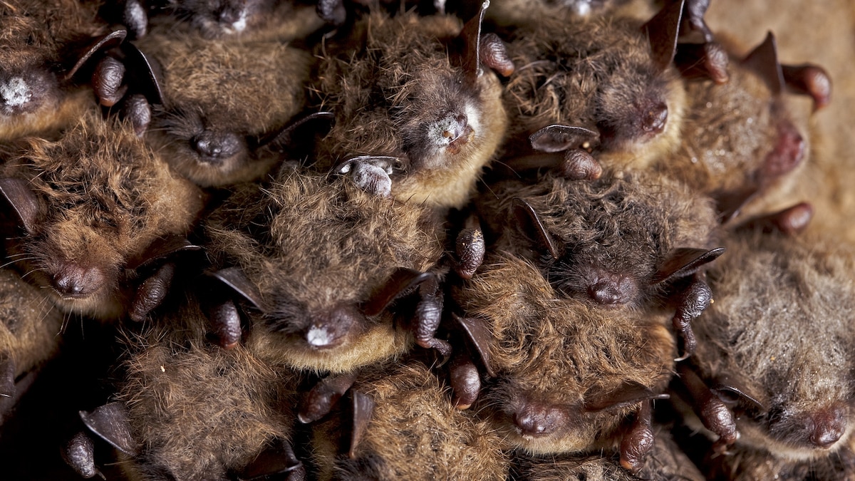 How Killer Fungus Burns Up Bats From the Inside | National Geographic
