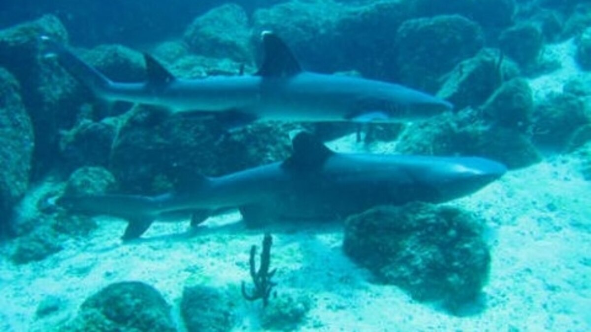 Diving with Sea Monsters in Panama | National Geographic