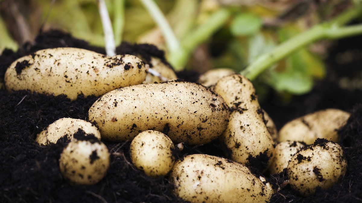 Stocking Up for the End Times? Consider the Potato | National Geographic