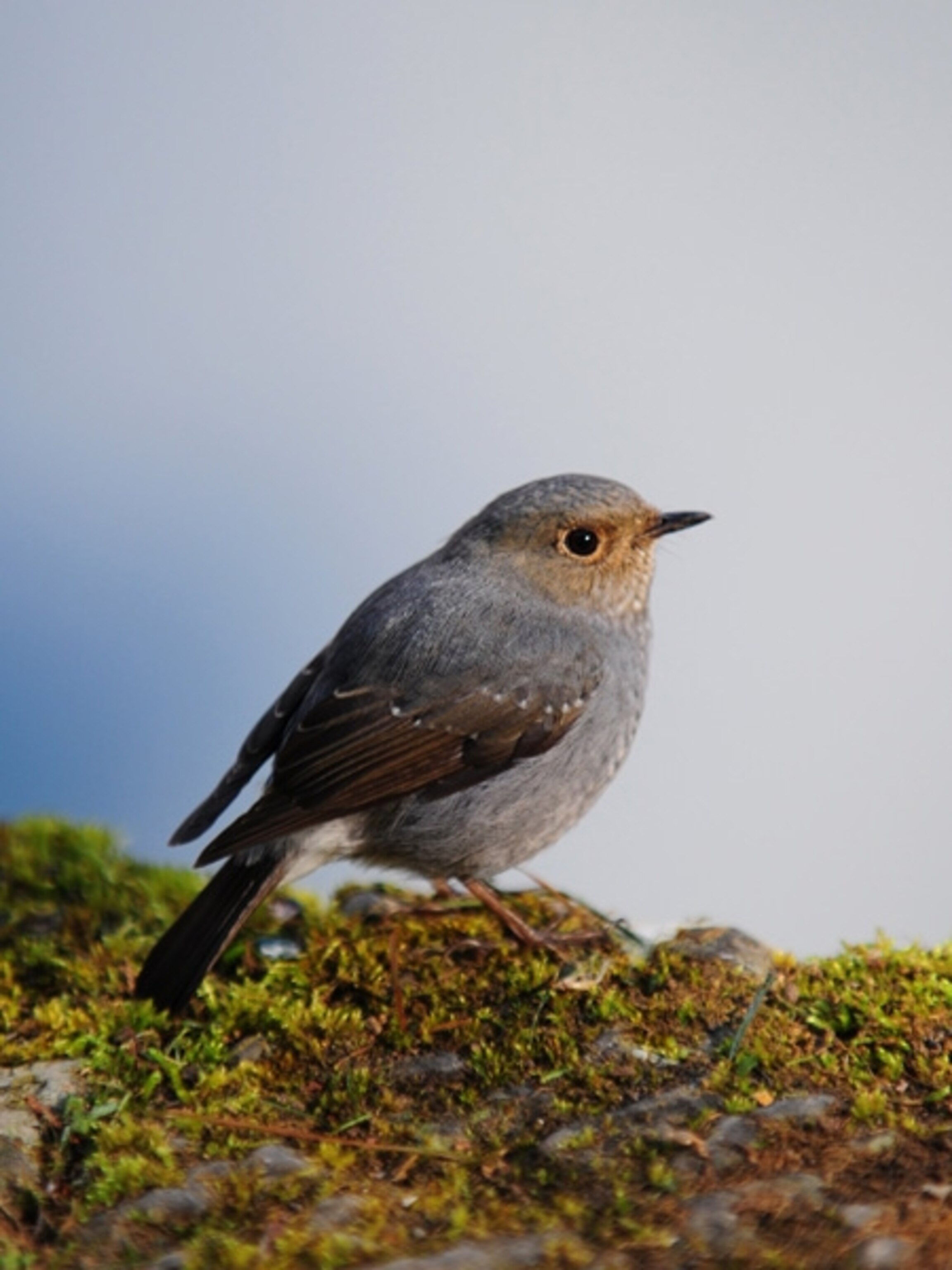 Songbird Pictures - National Geographic