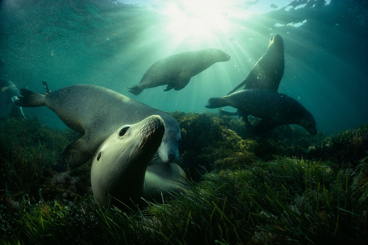 Explore the Ocean in 24 Hours | National Geographic
