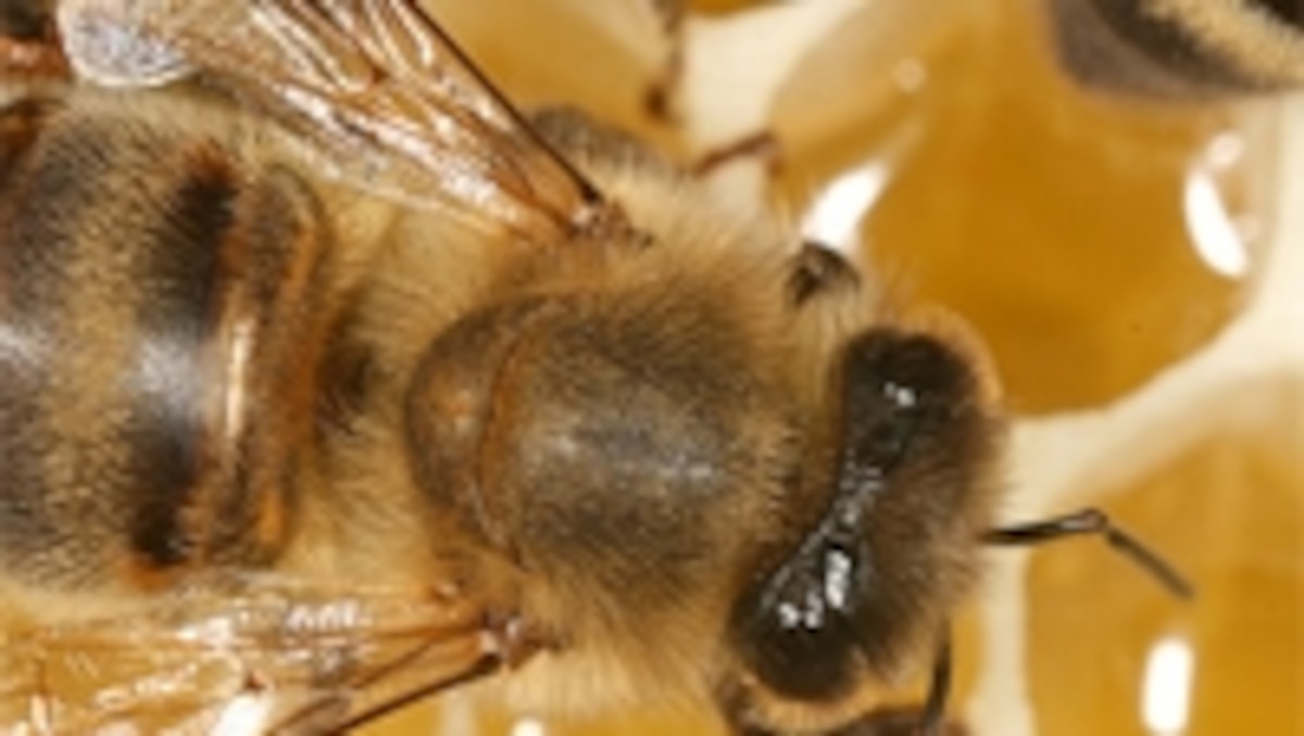 Bee-ware – bees use warning buzz to refute the waggle dance | National ...