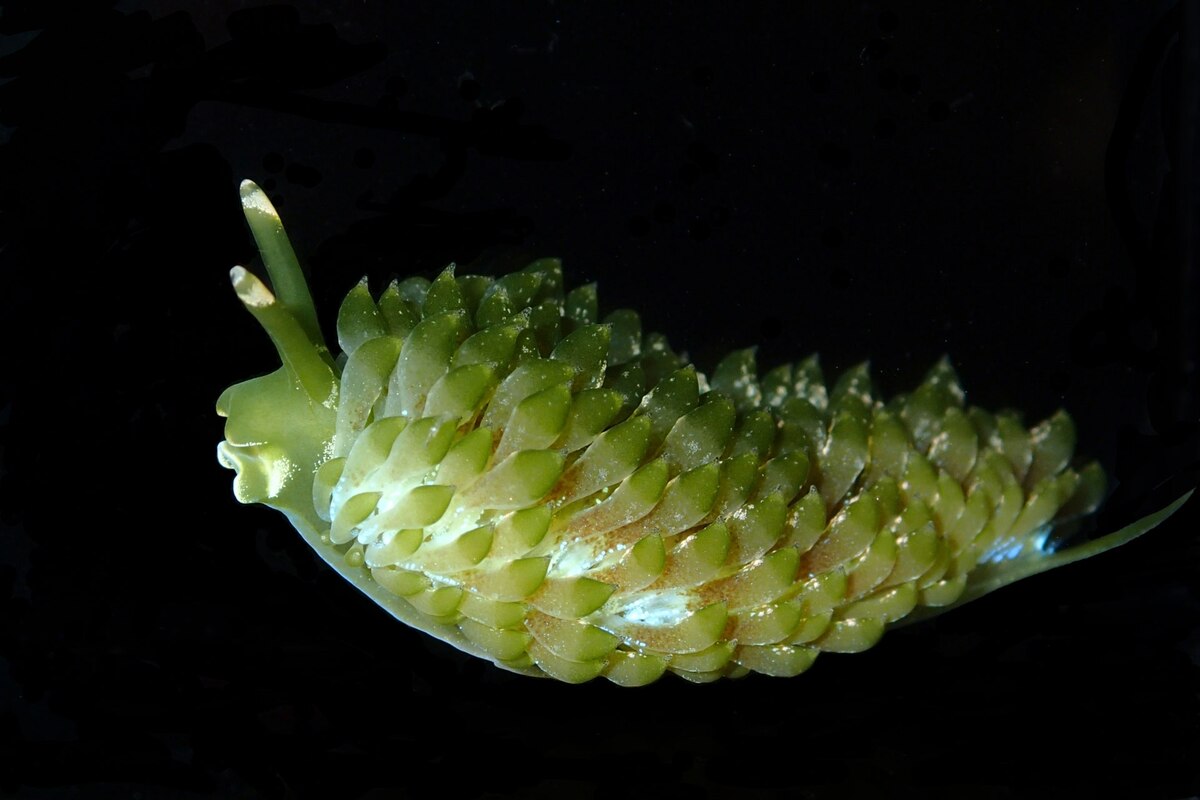 Stunning new sea slug species look just like seaweed