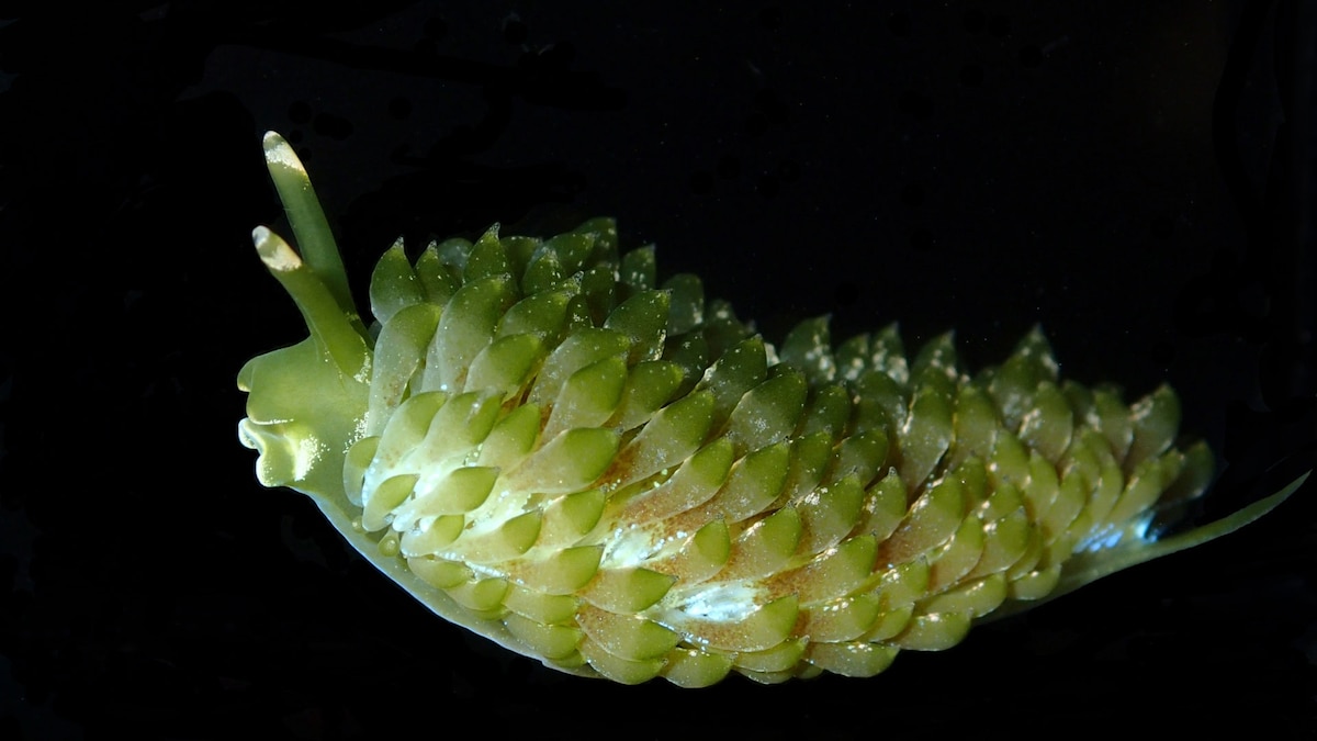 Stunning new sea slug species look just like seaweed | National Geographic