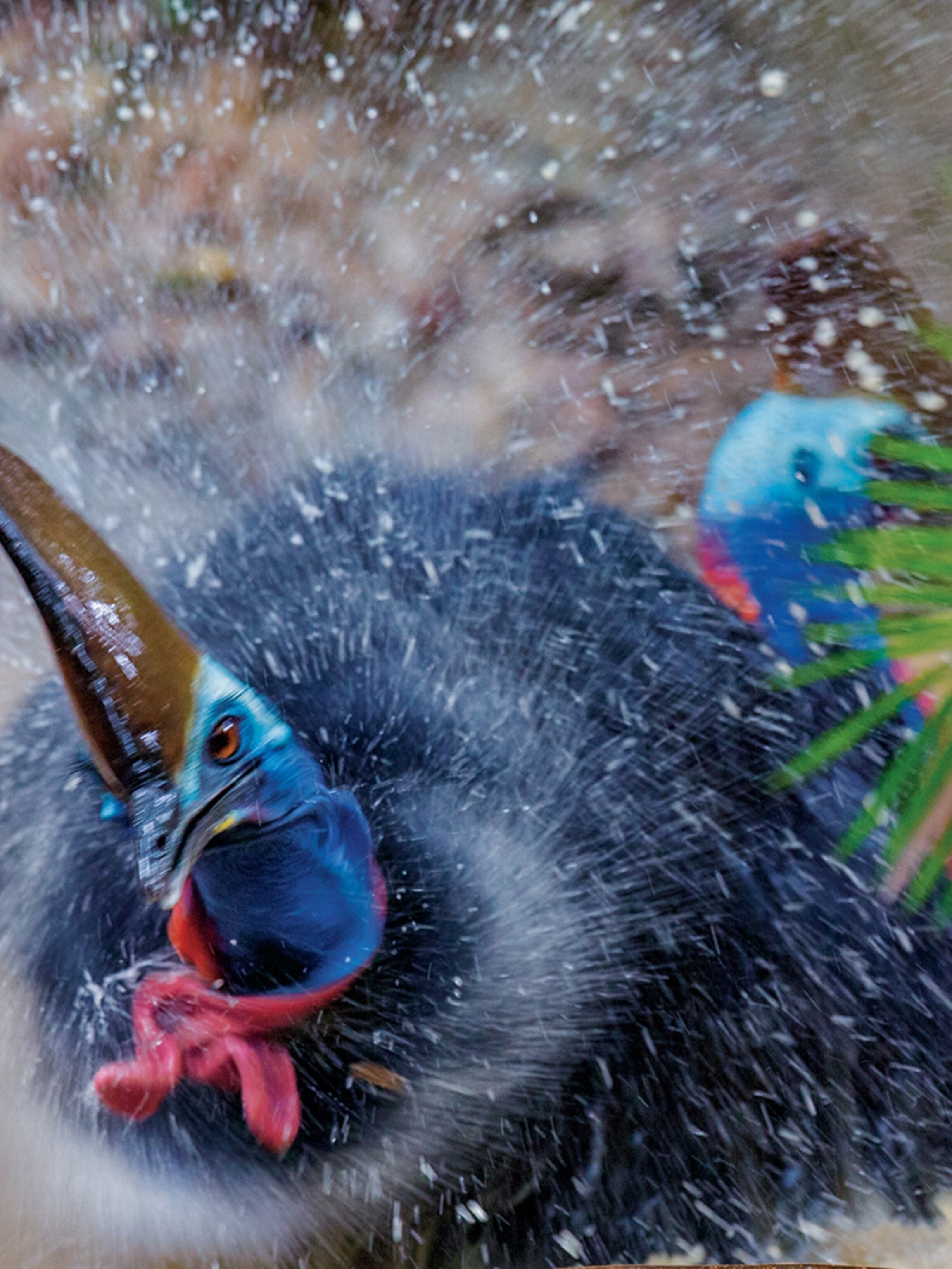 Cassowary Eating