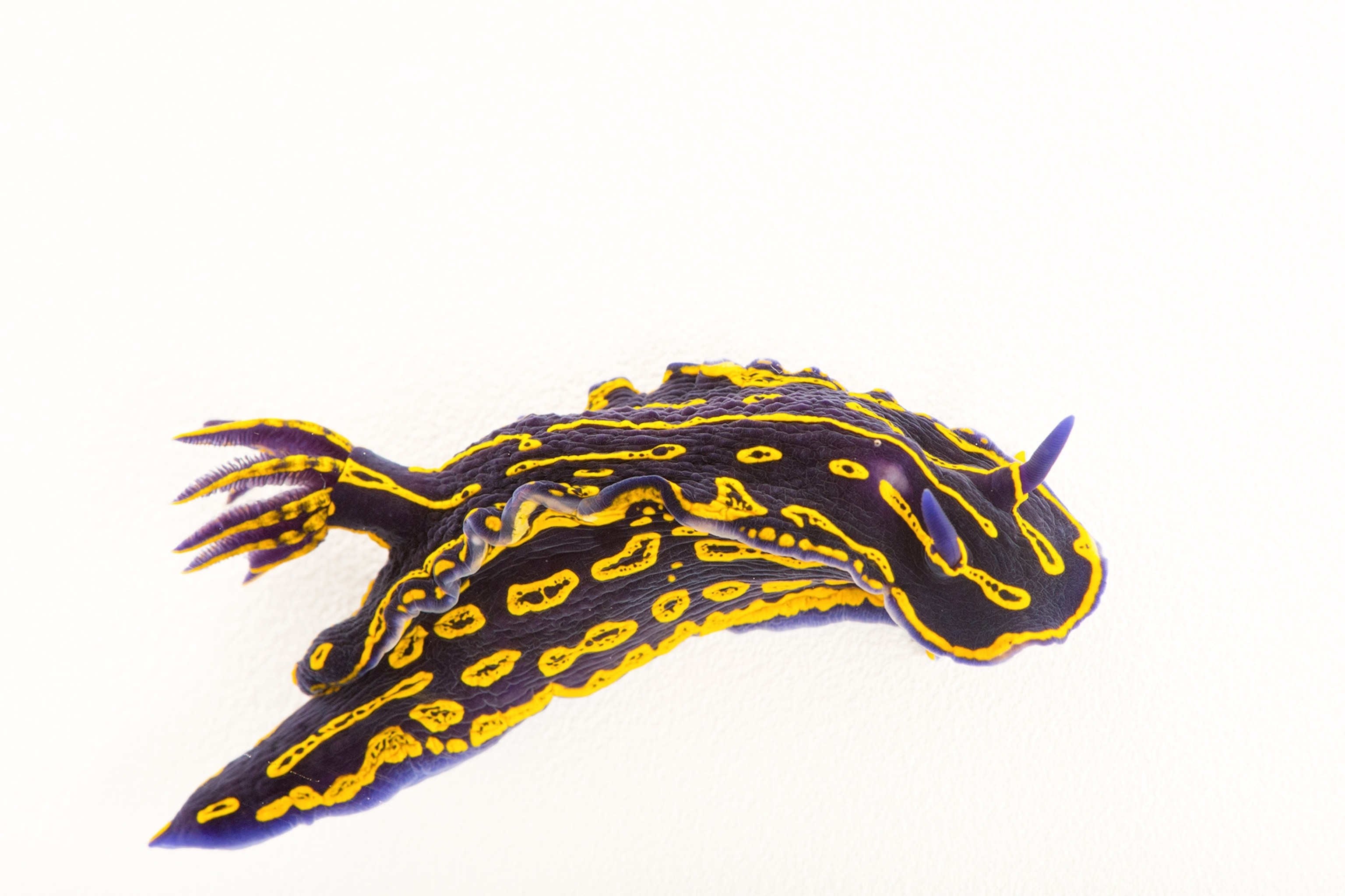 Stunning new sea slug species look just like seaweed