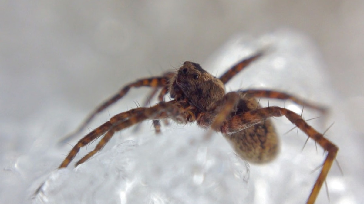 Climate Change Makes Spiders Bigger—And That’s a Good Thing | National ...