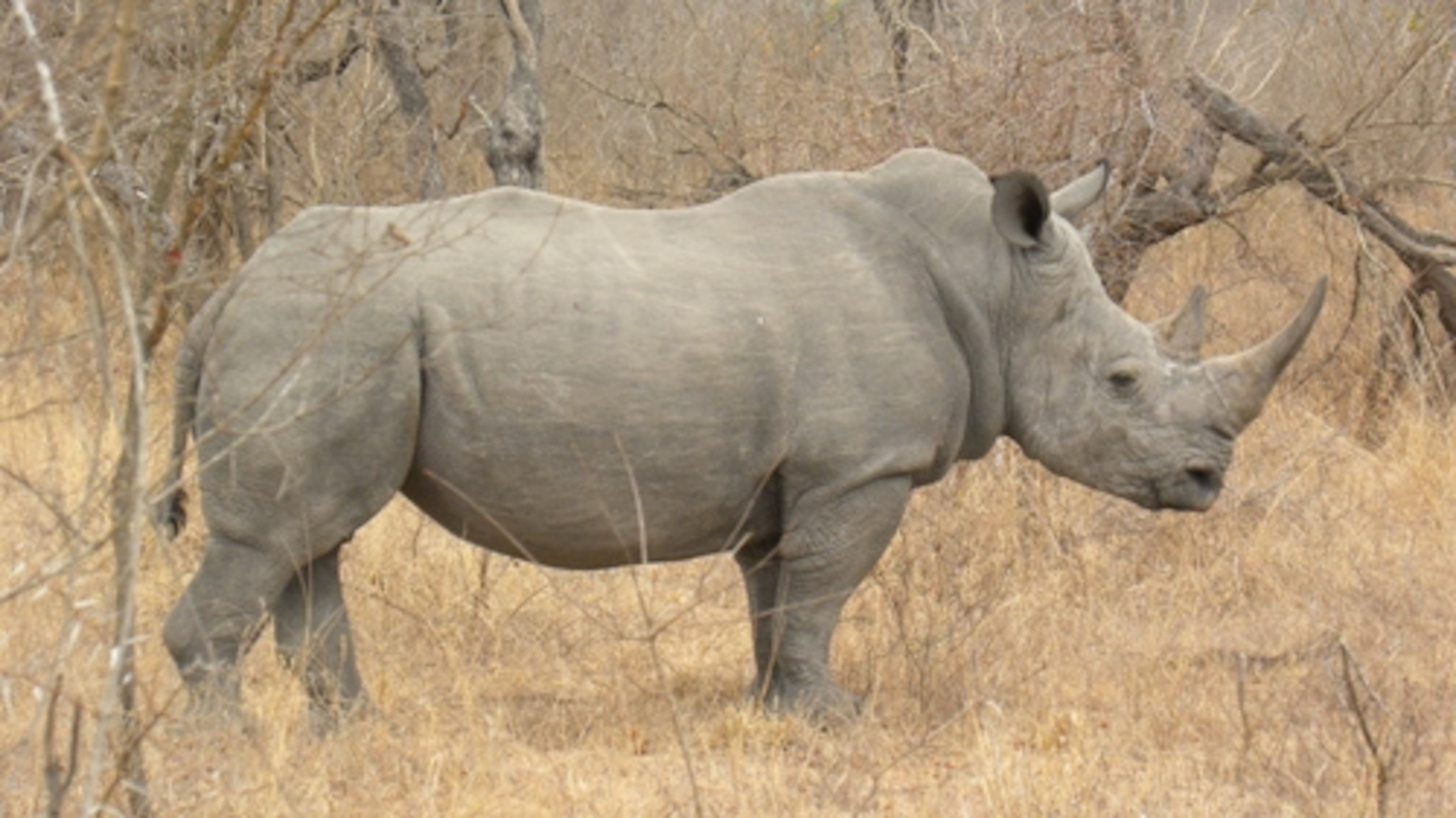 South African wildlife – White rhinoceros | National Geographic