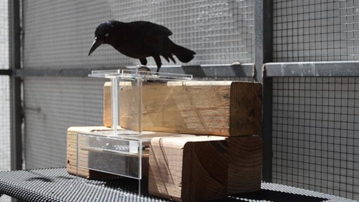 Watch Clever Birds Solve a Challenge From Aesop's Fables | National ...
