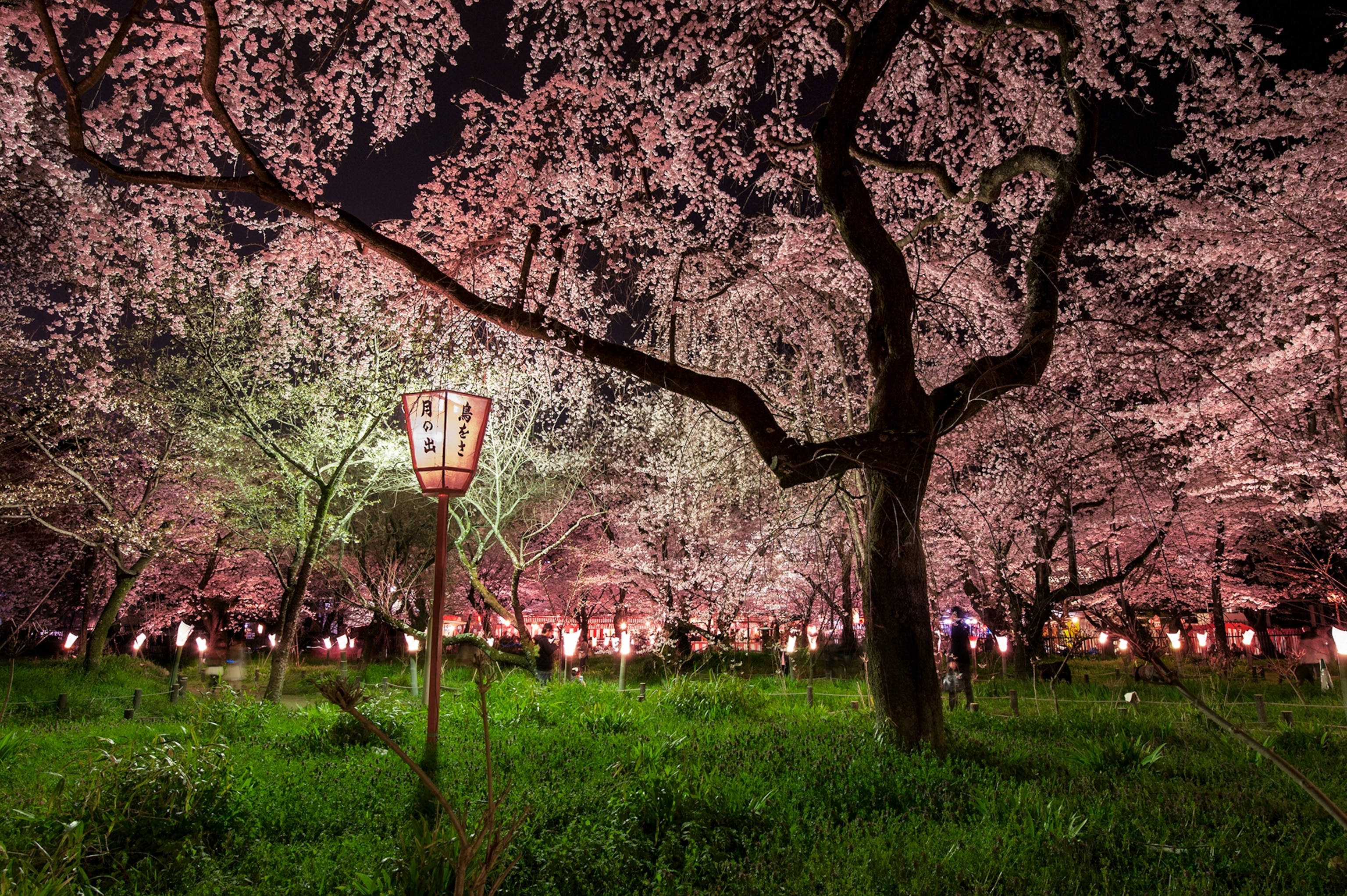‘Tis the Season to Be Blooming: 16 Photos Celebrating Spring | National ...