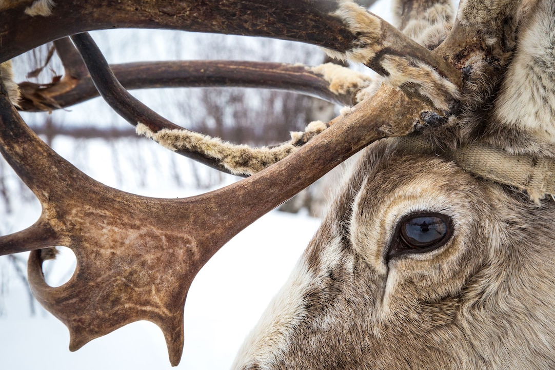 Real Reindeer Face