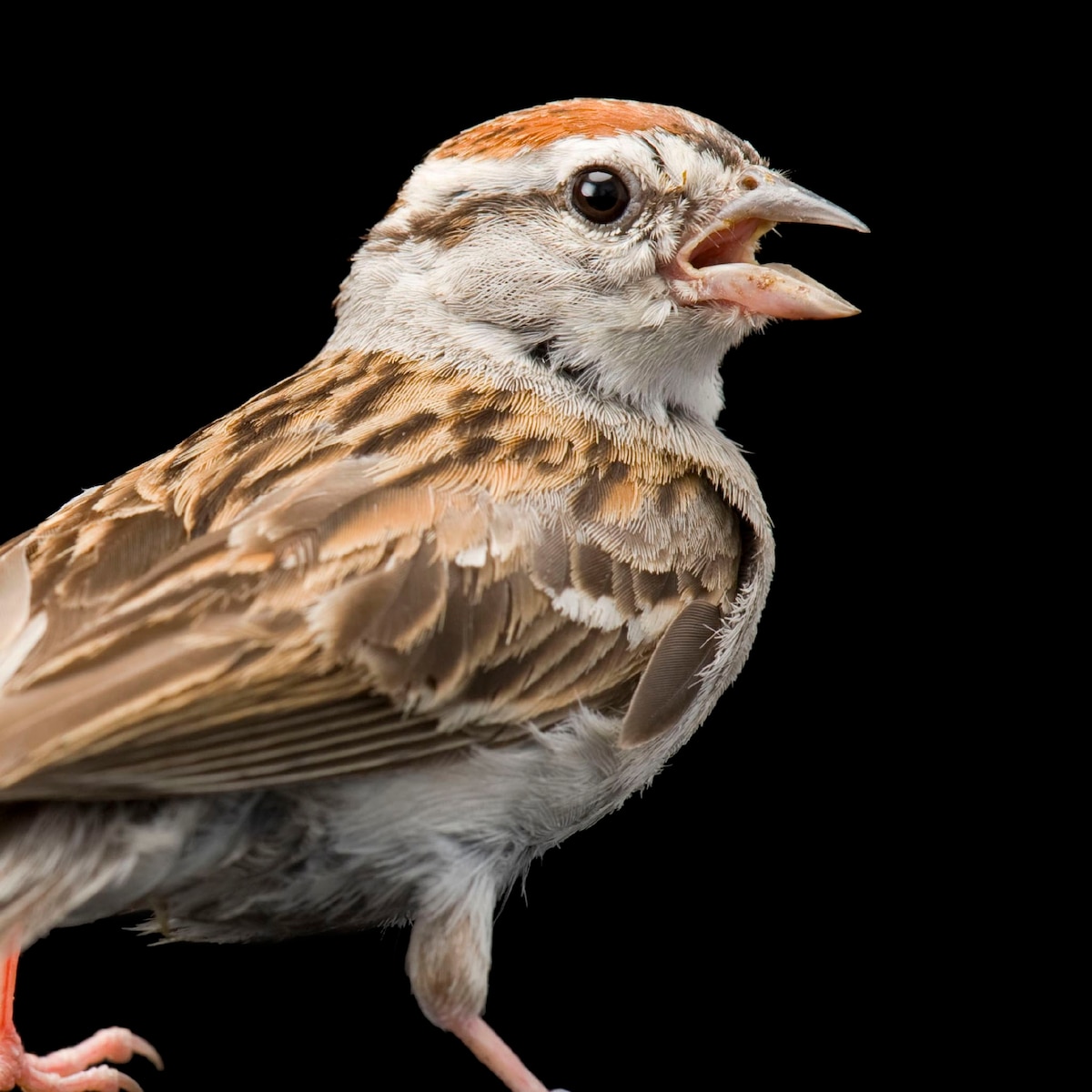Chipping Sparrow | National Geographic