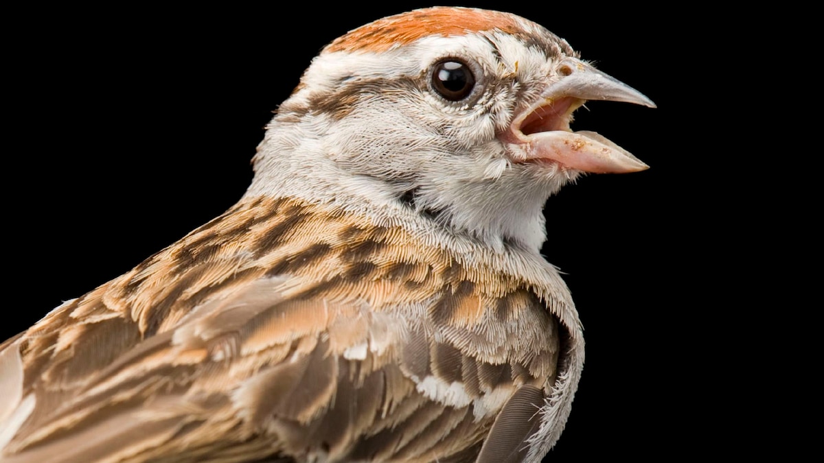 Chipping Sparrow | National Geographic